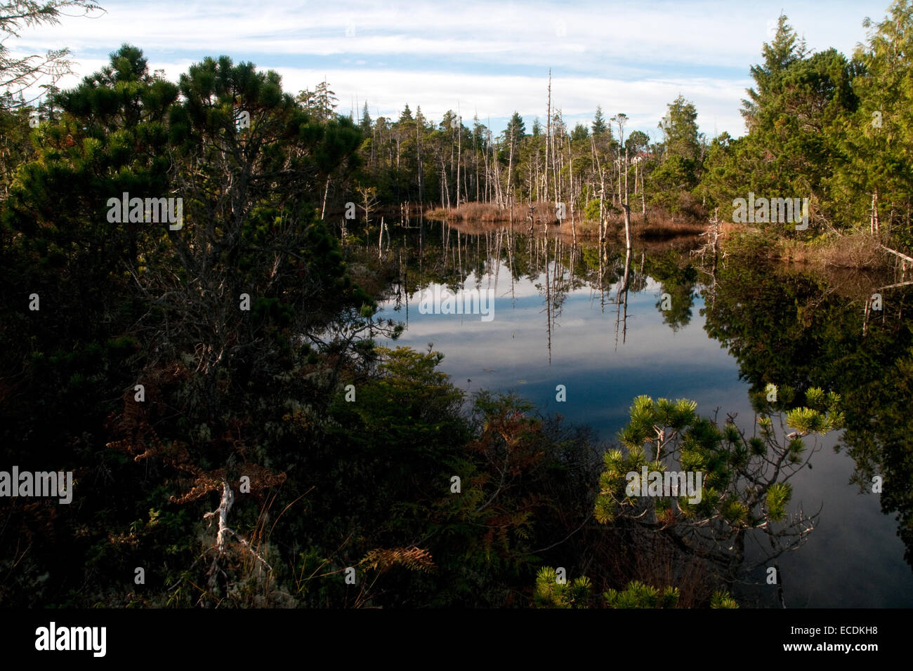 A coniferous / shorepine bog forest on Denny Island, in the Great Bear ...