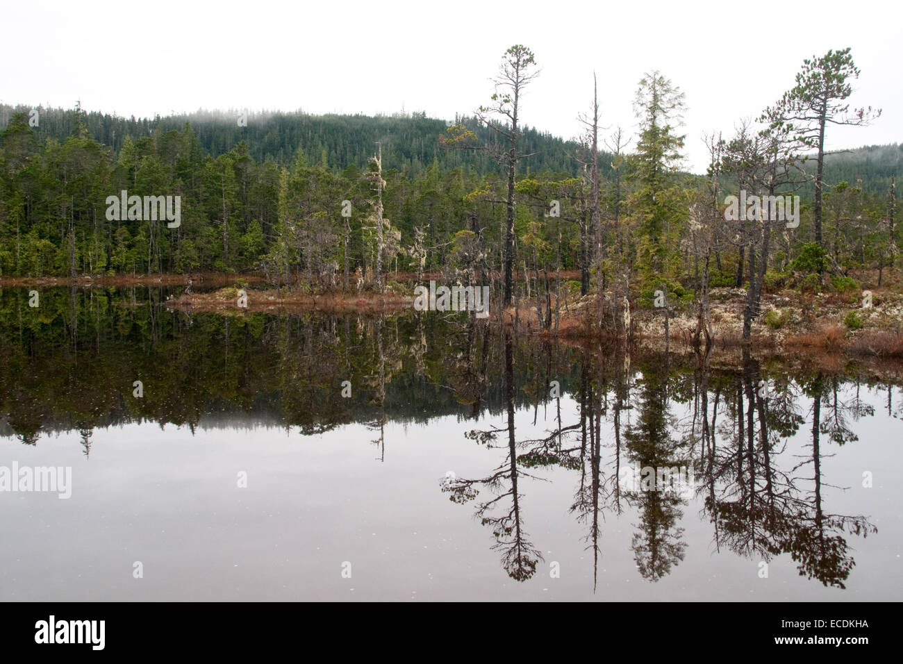 A coniferous, sphagnum bog forest on Denny Island, in the Great Bear ...