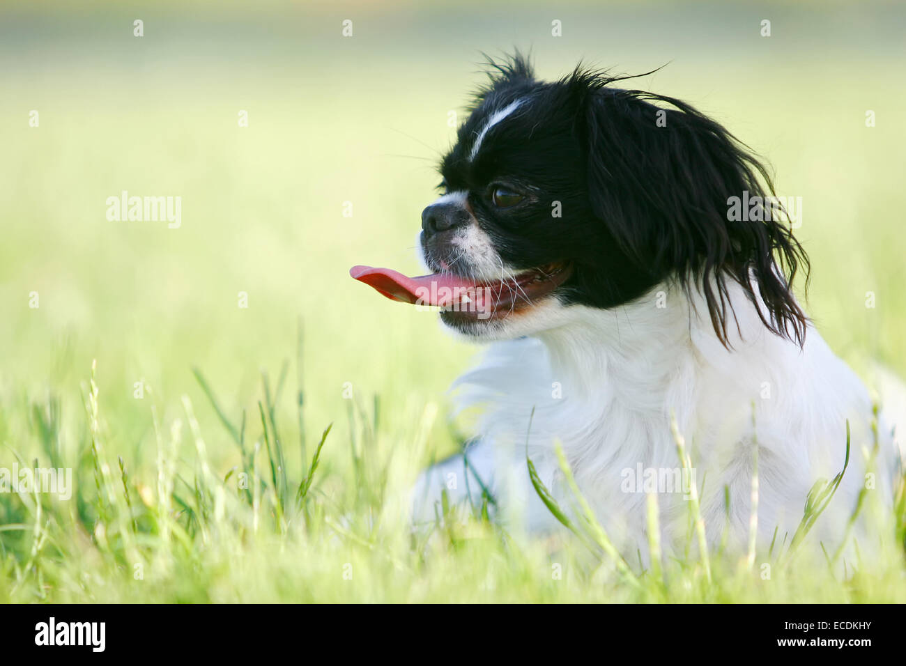 Pekingese and side view hi-res stock photography and images - Alamy
