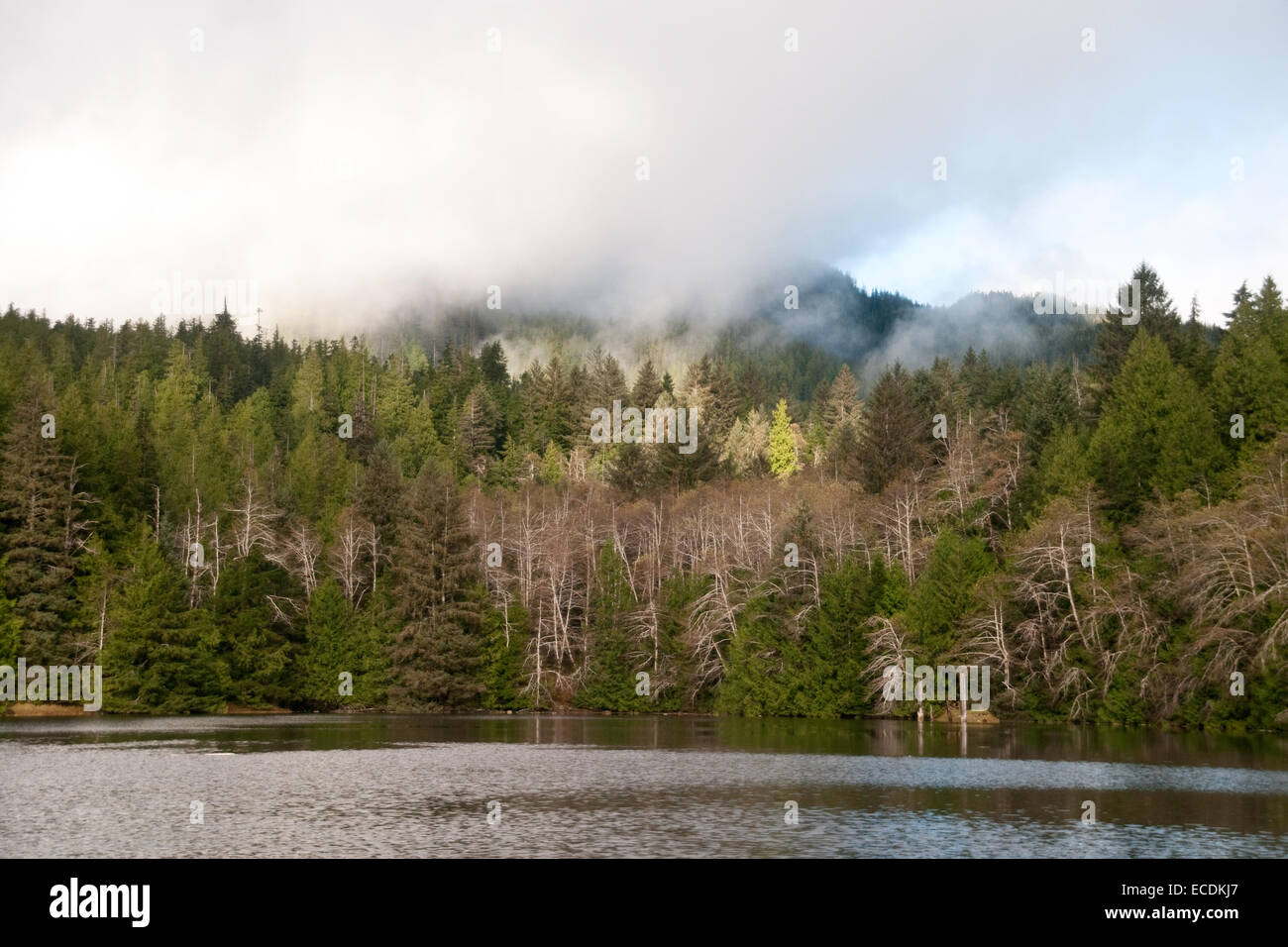 A heavy mist hangs over the forest in Beales Lagoon in British Columbia ...