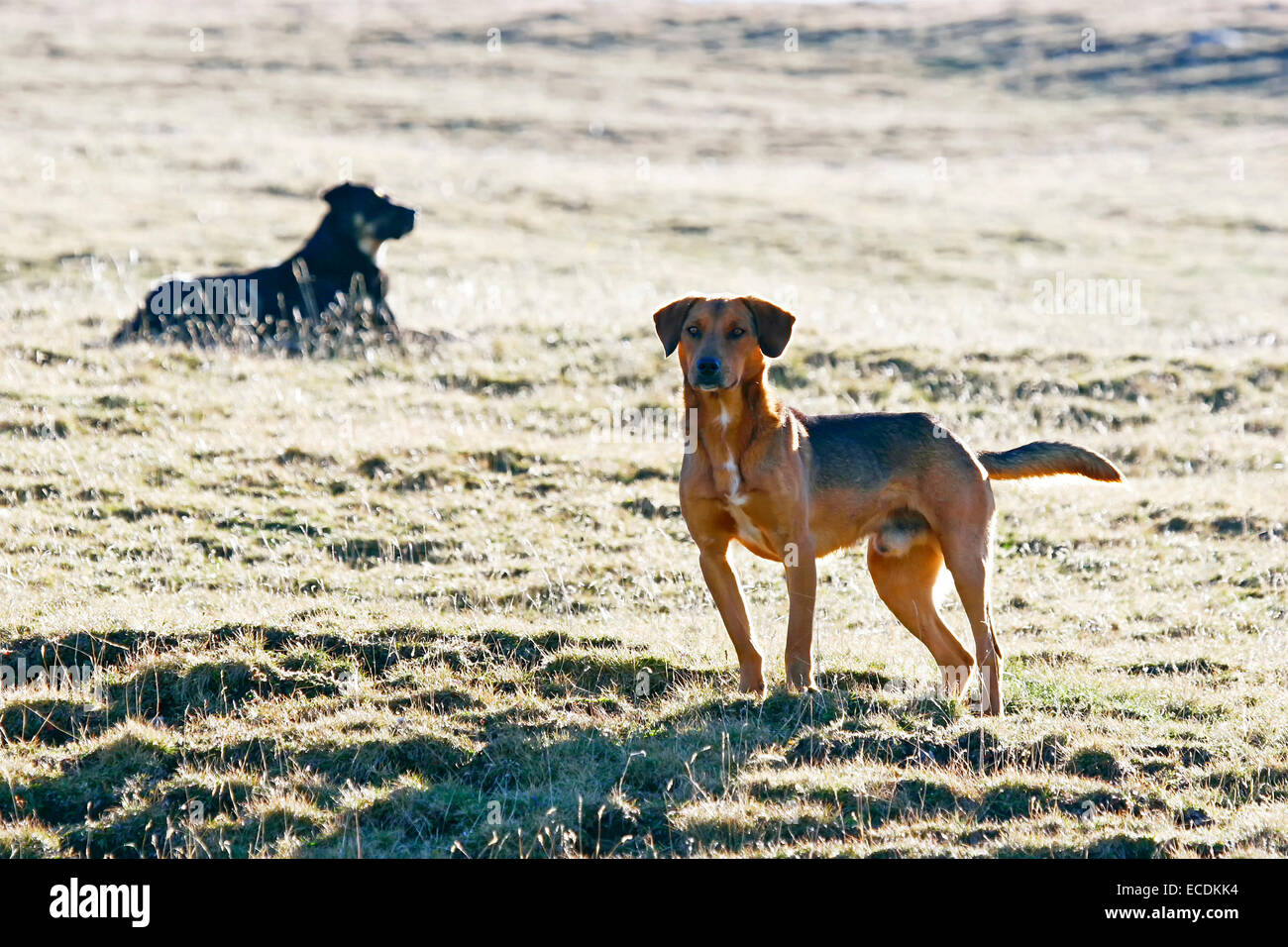 A half breed dog standing on the meadow with another dog lying in the ...