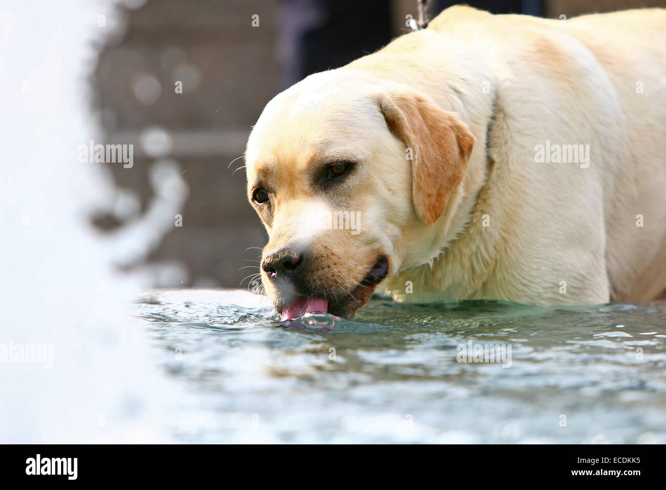 A close up of a labrador drinking water from a water fountain Stock ...