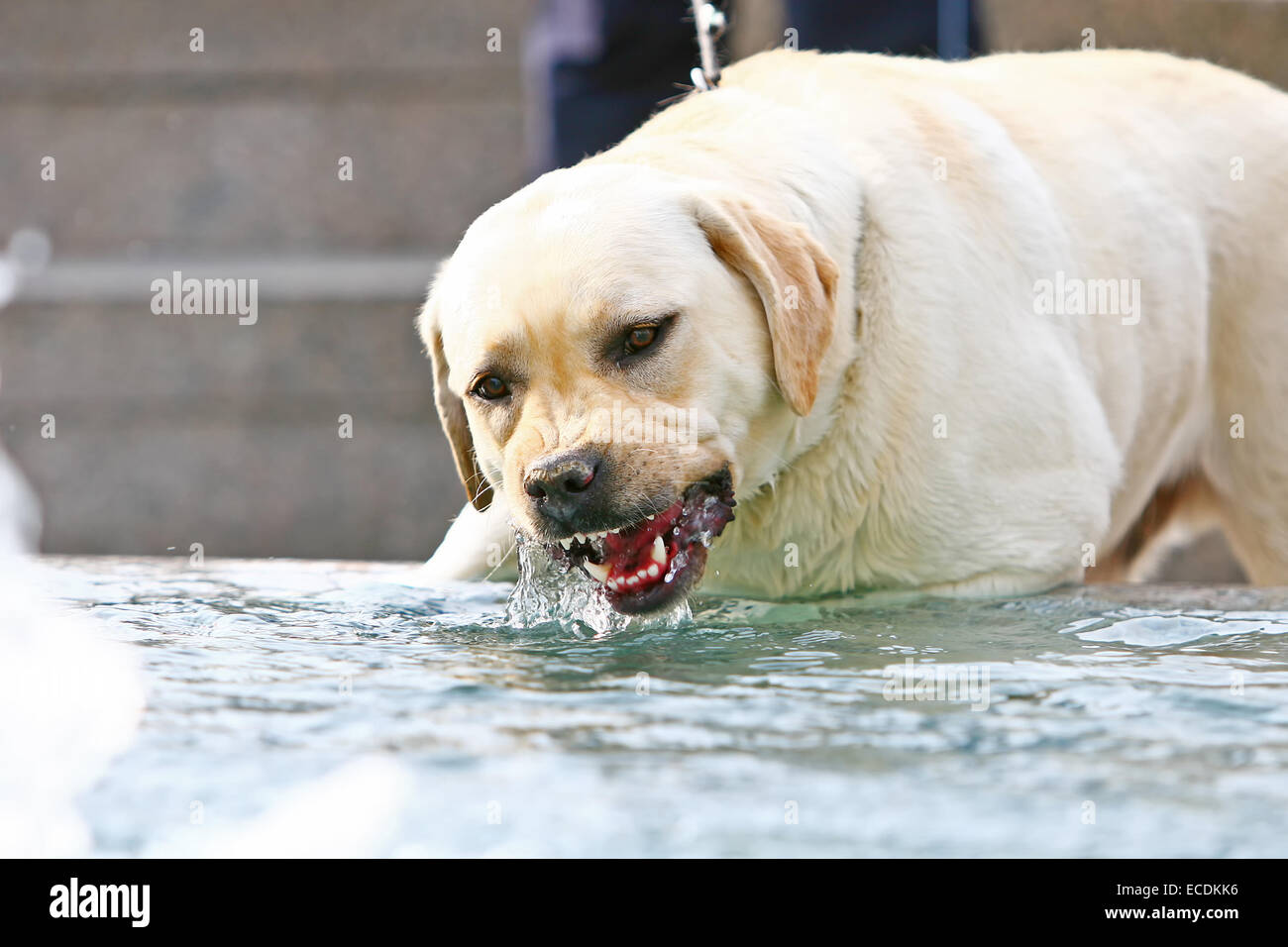 A close up of a labrador drinking water from a water fountain Stock ...