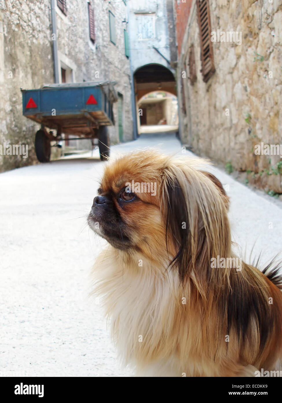 Pekingese and side view hi-res stock photography and images - Alamy