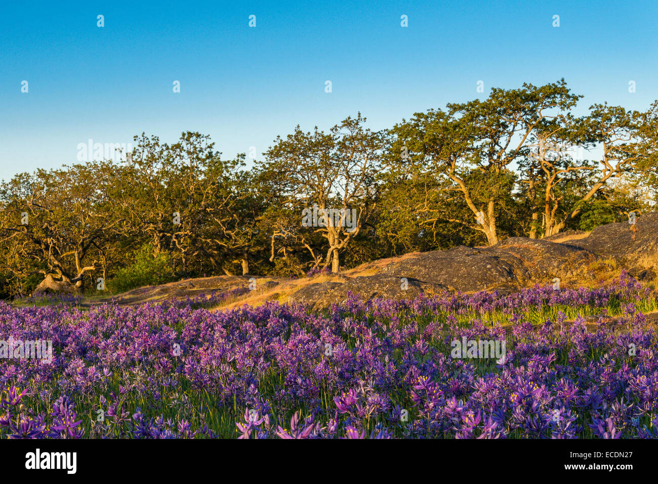 Camas wildflowers in Garry Oak meadow at sunrise, Uplands Park, Oak Bay ...