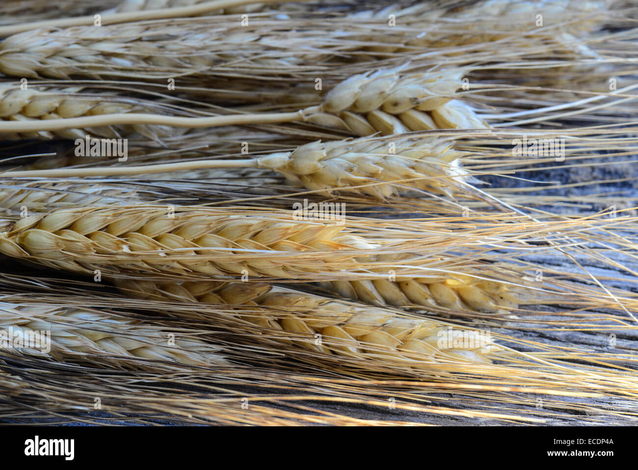 Close Up of Wheat Stock Photo - Alamy