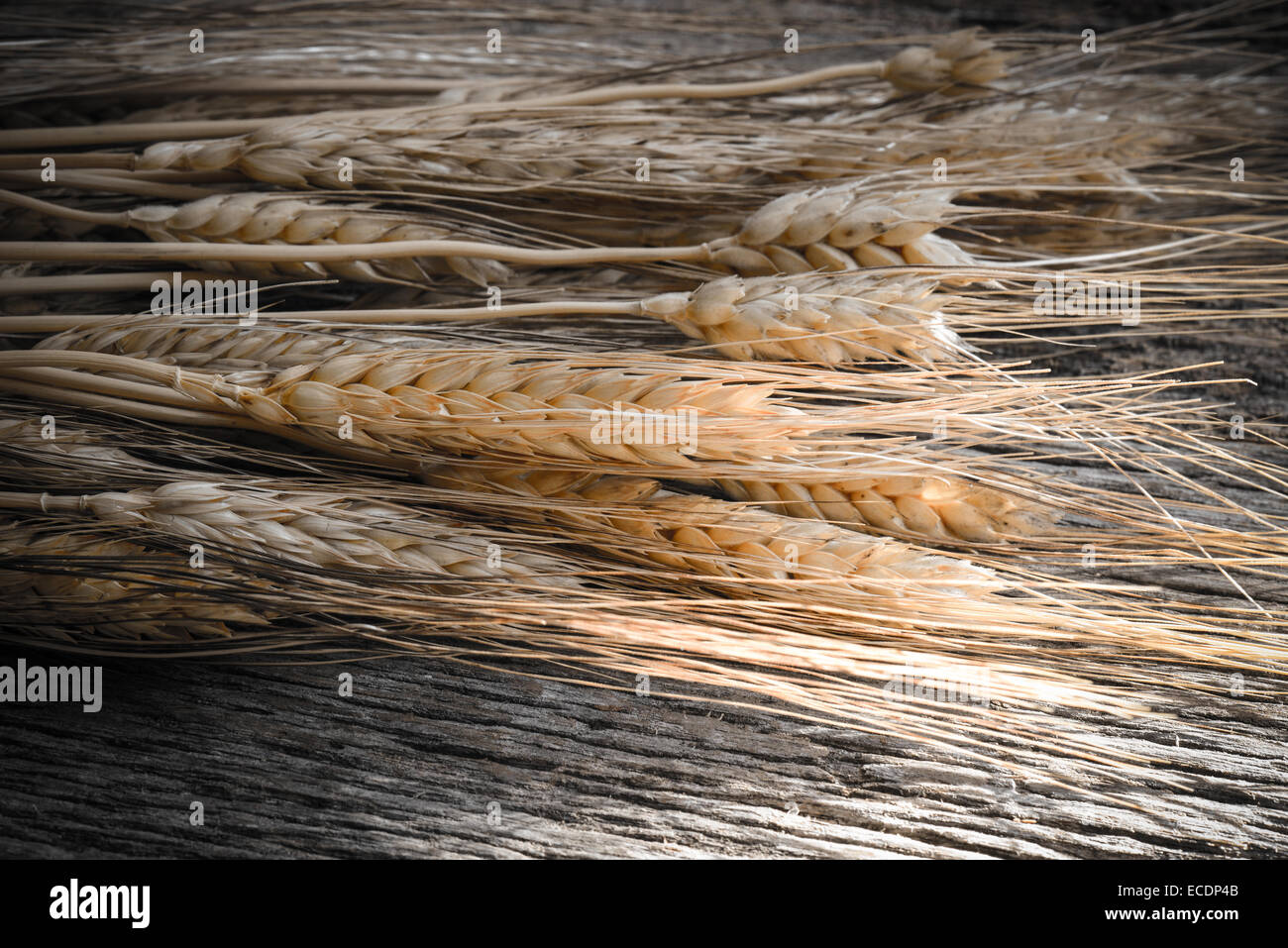 Close Up of Wheat Stock Photo - Alamy