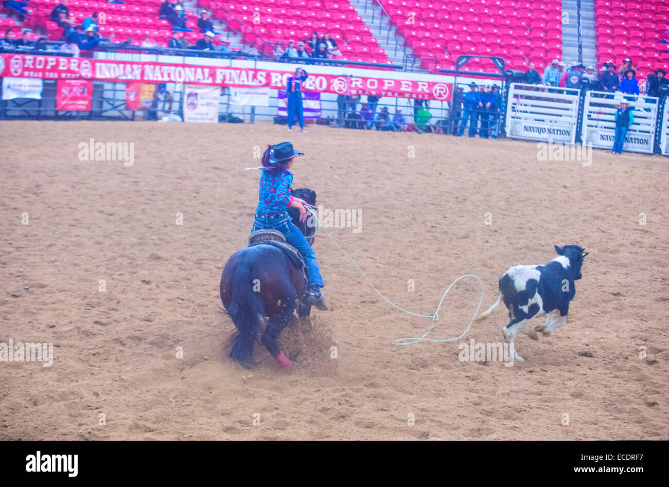 Cowgirl Participating in a Calf roping Competition at the Indian ...