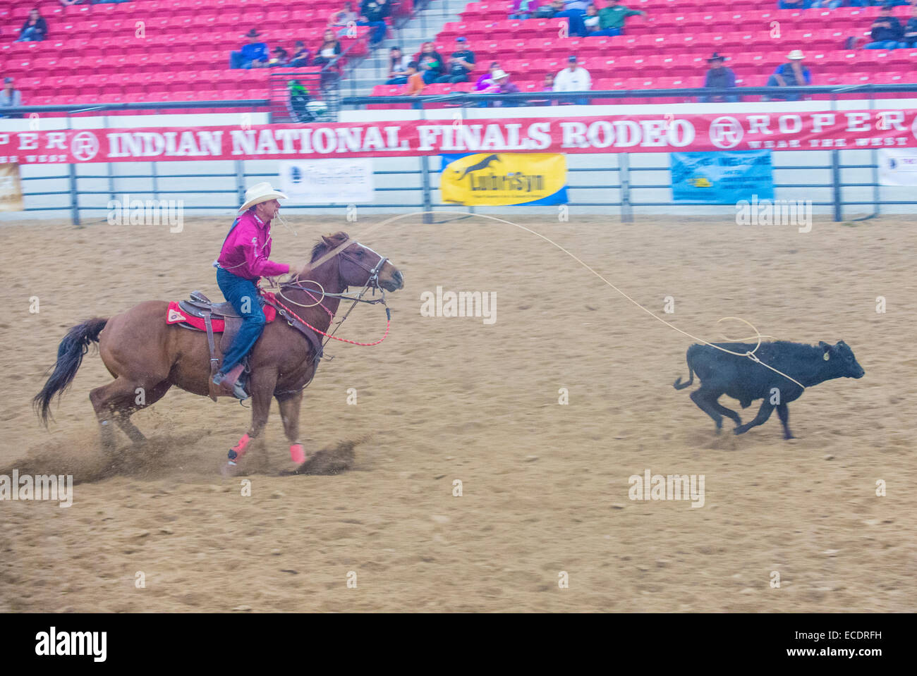 Cowgirl Participating in a Calf roping Competition at the Indian ...