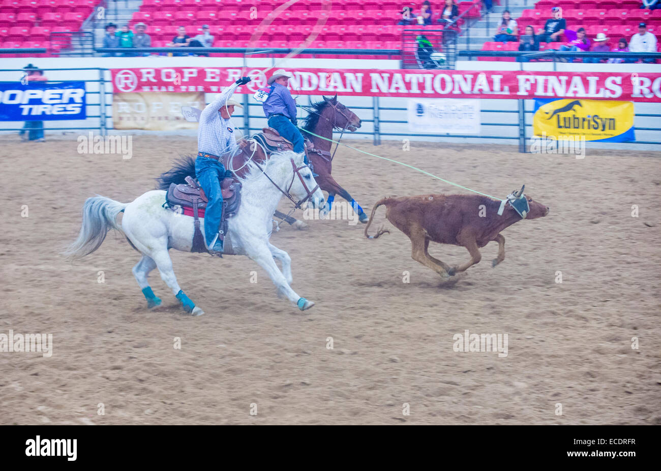 Cowboys Participating in a Calf roping Competition at the Indian ...
