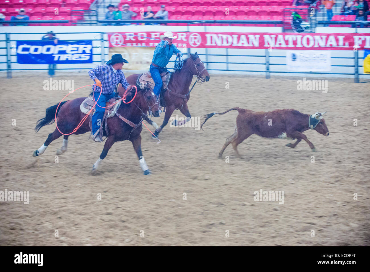 Cowboys Participating in a Calf roping Competition at the Indian ...