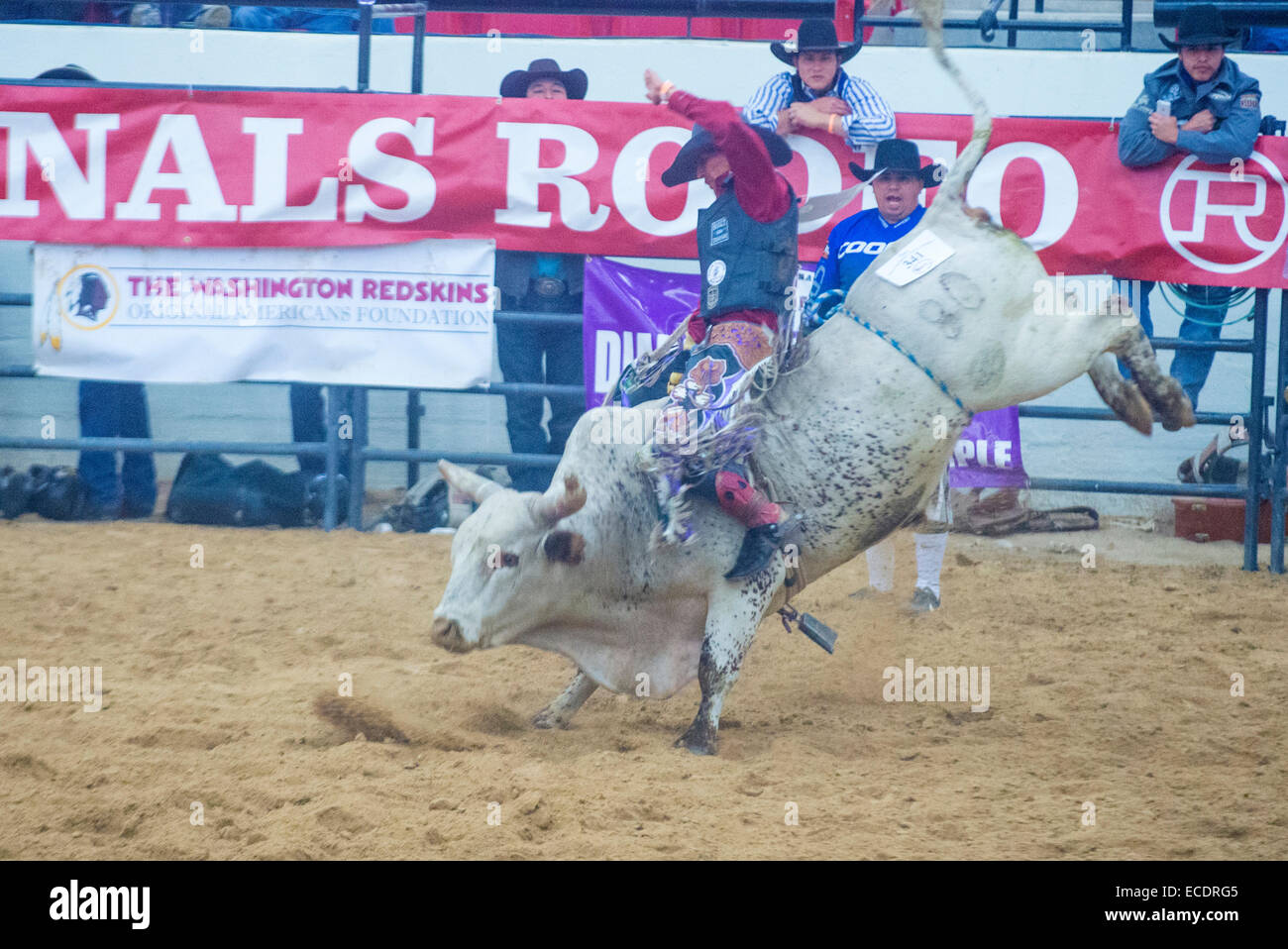 Cowboy Participating in a Bull riding Competition at the Indian ...