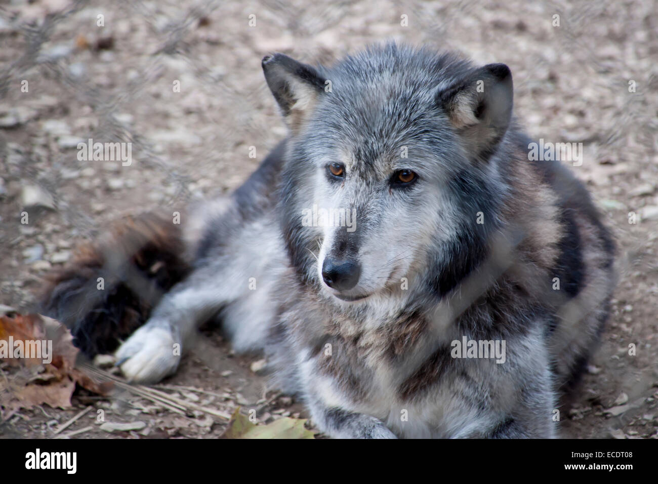 Wolves relaxing hi-res stock photography and images - Alamy