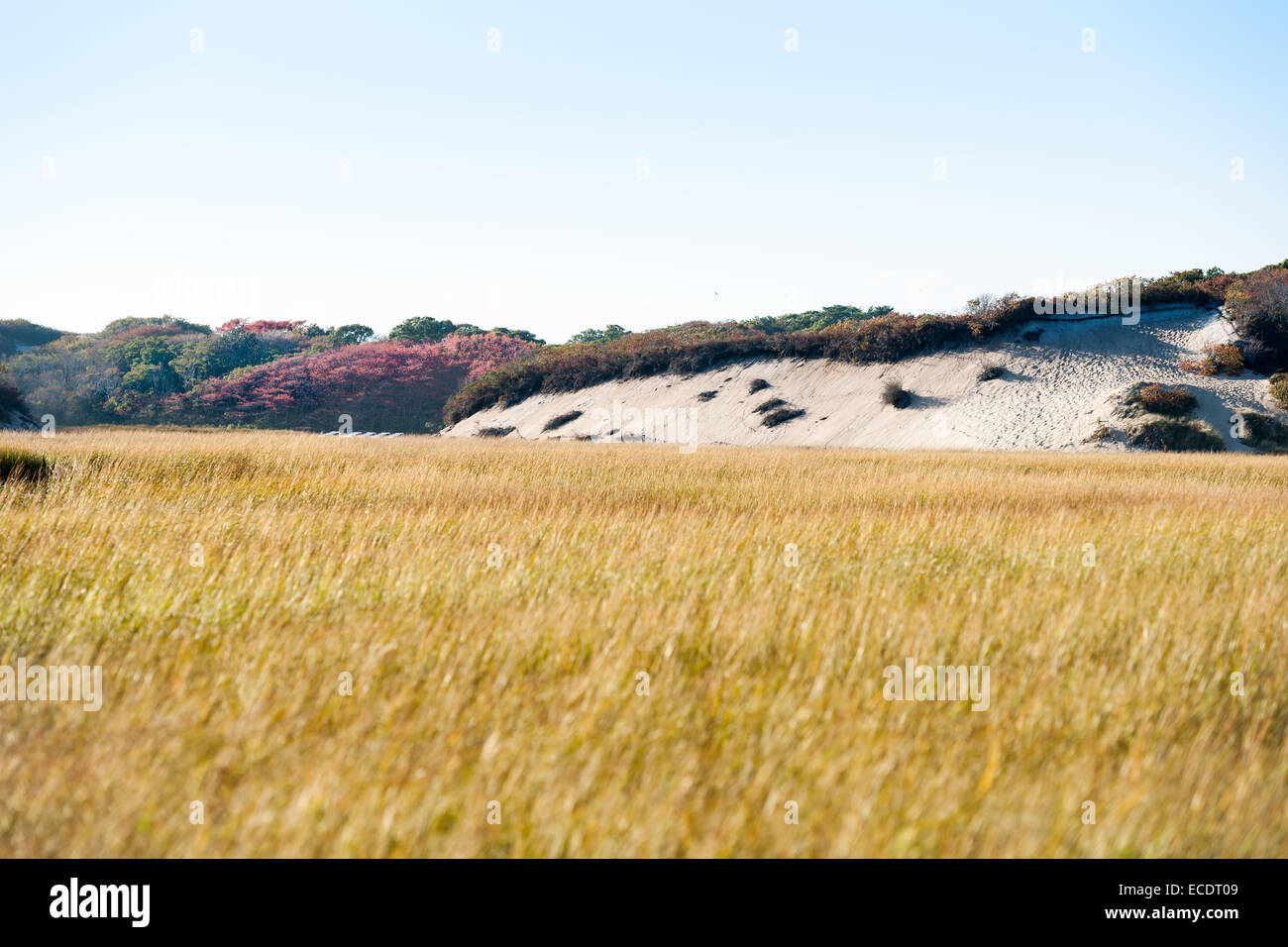 Long Point Marsh, with sand dunes behind Massachusetts, National ...