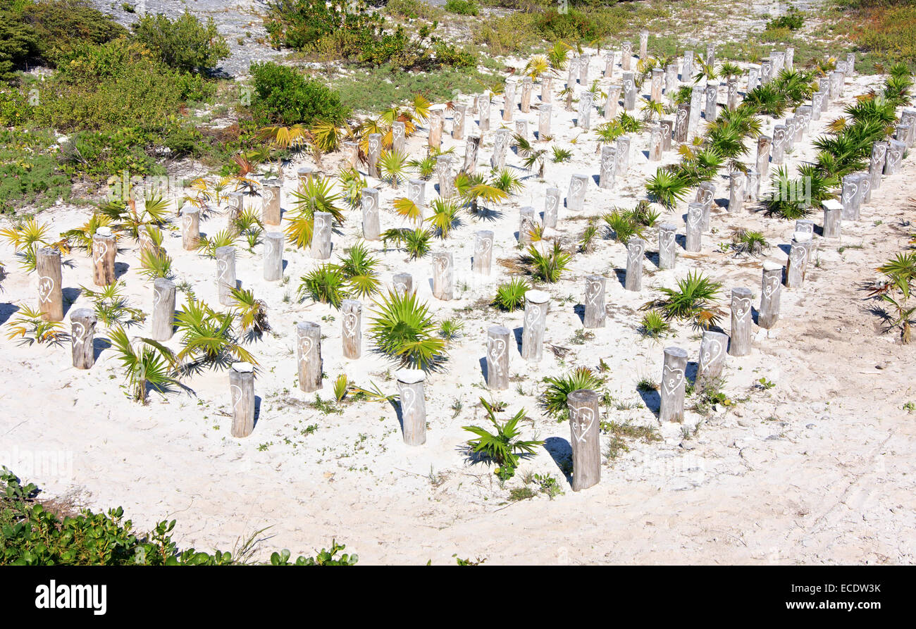 Tree planting ceremony wedding hi-res stock photography and images - Alamy