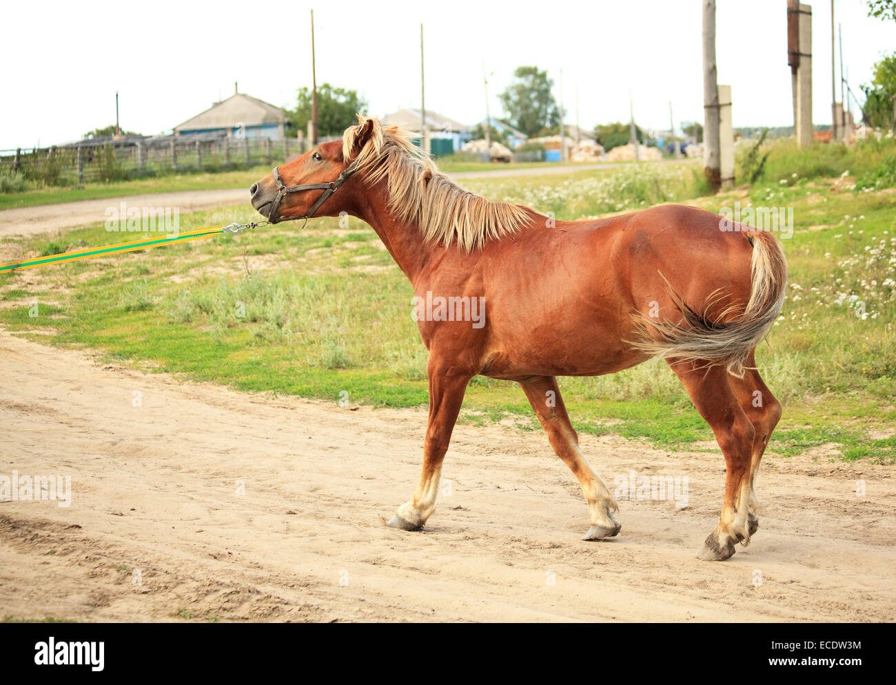 Stallions are home Stock Photo - Alamy