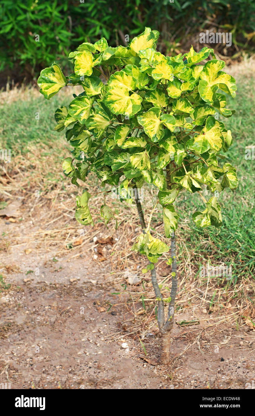 Polyscias hi-res stock photography and images - Alamy