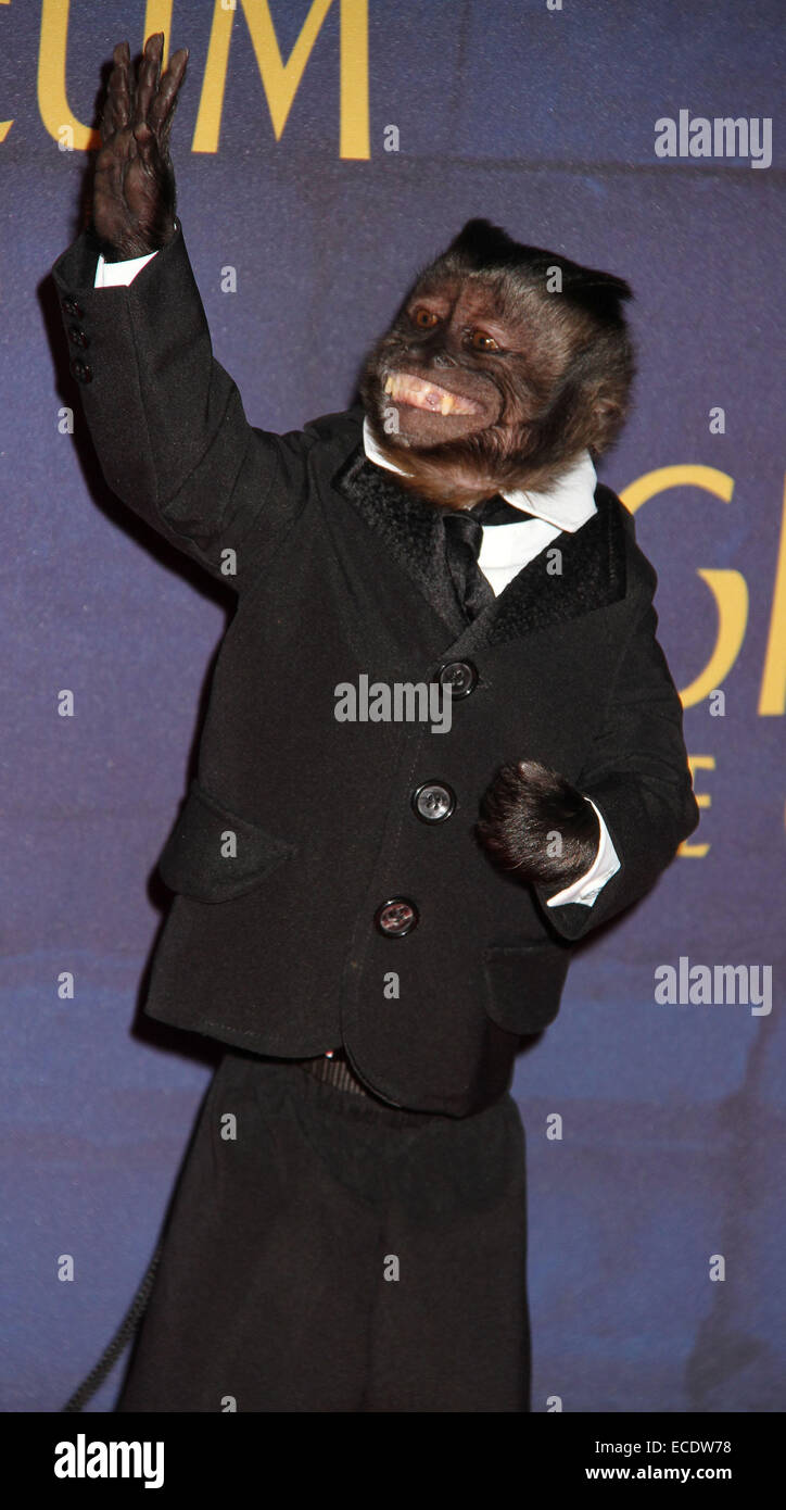 New York, New York, USA. 11th Dec, 2014. DEXTER THE MONKEY attends the ...
