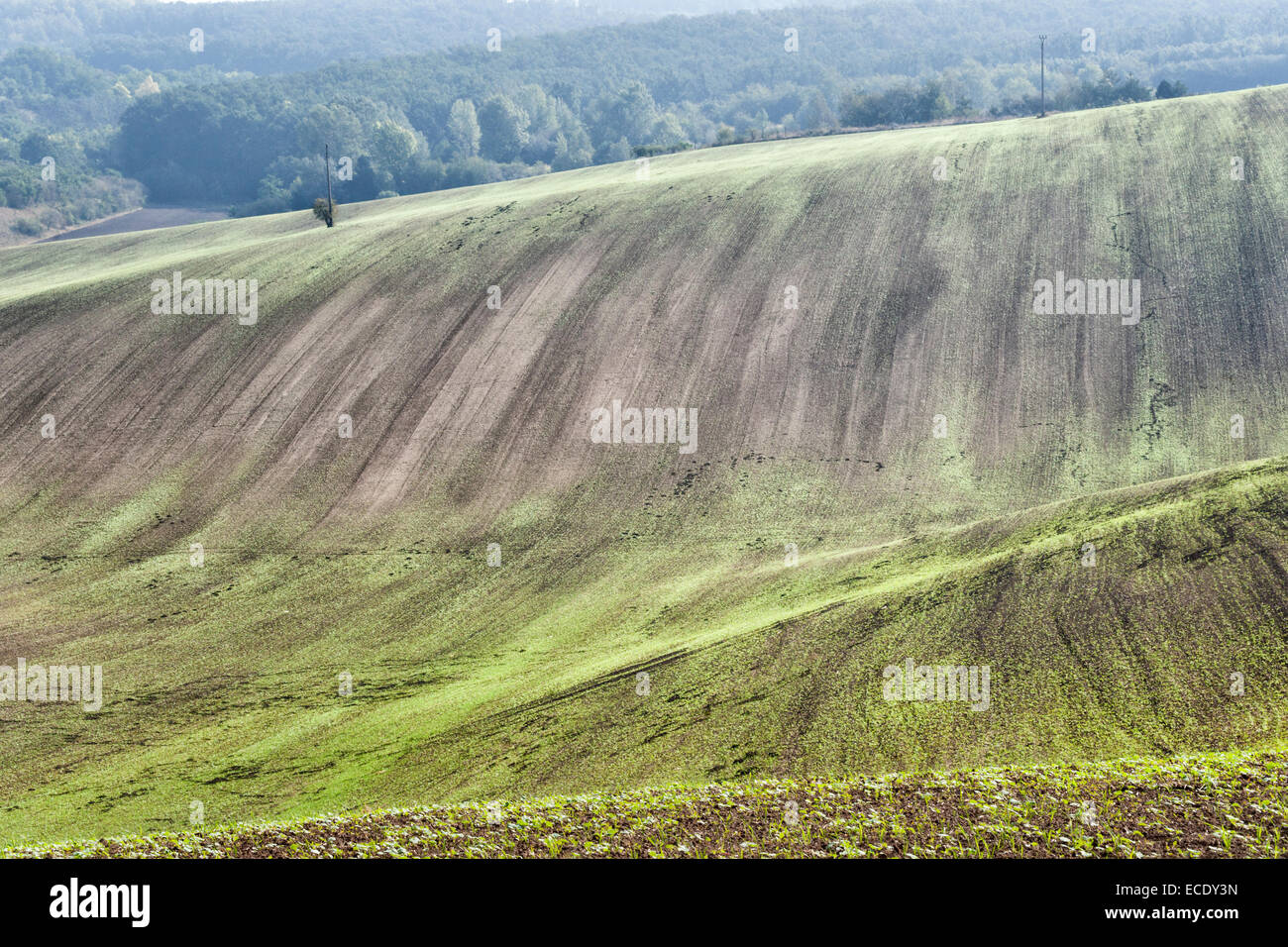 Agricultural fields with trees hi-res stock photography and images - Alamy