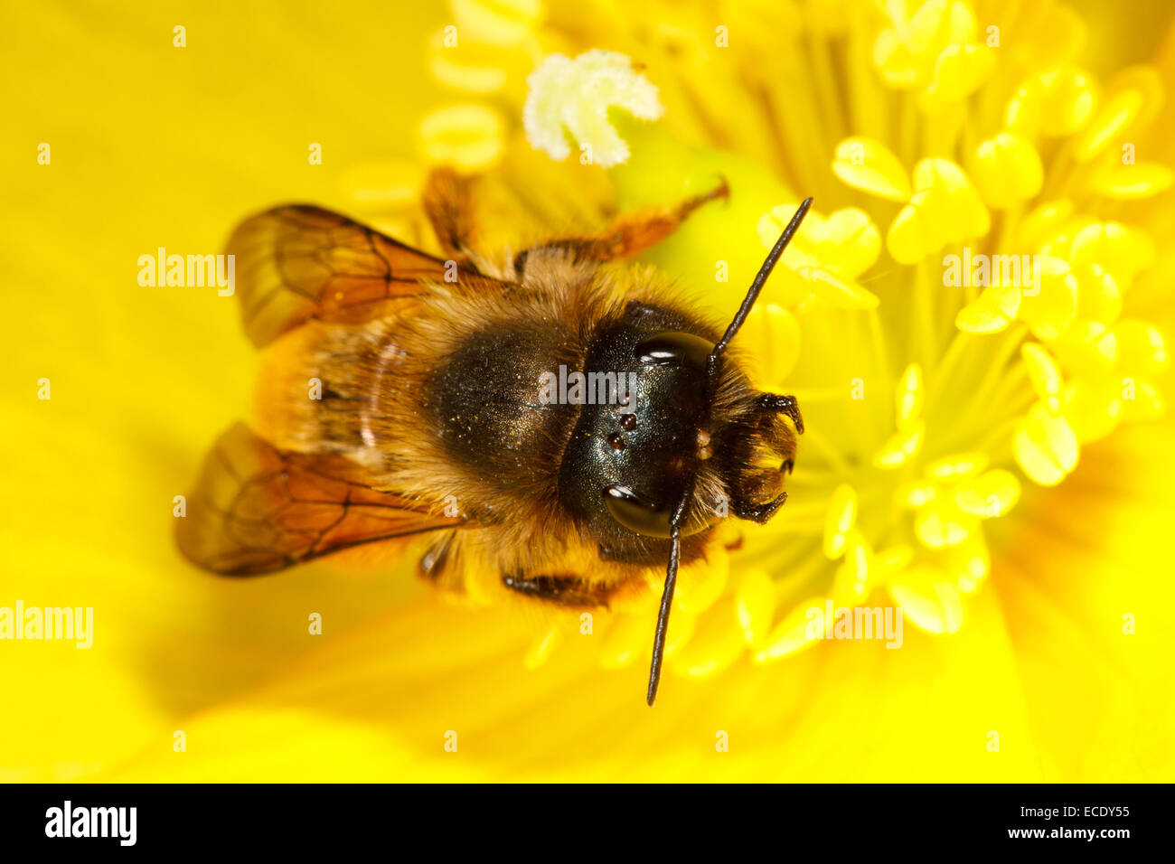 Osmia bicornis hi-res stock photography and images - Alamy