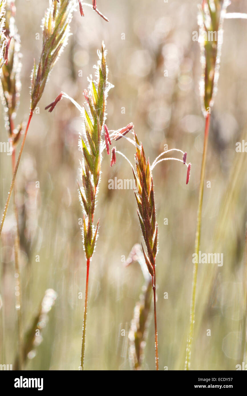 Sweet Vernal Grass (Anthoxanthum odoratum) flowering. Powys, Wales. May ...