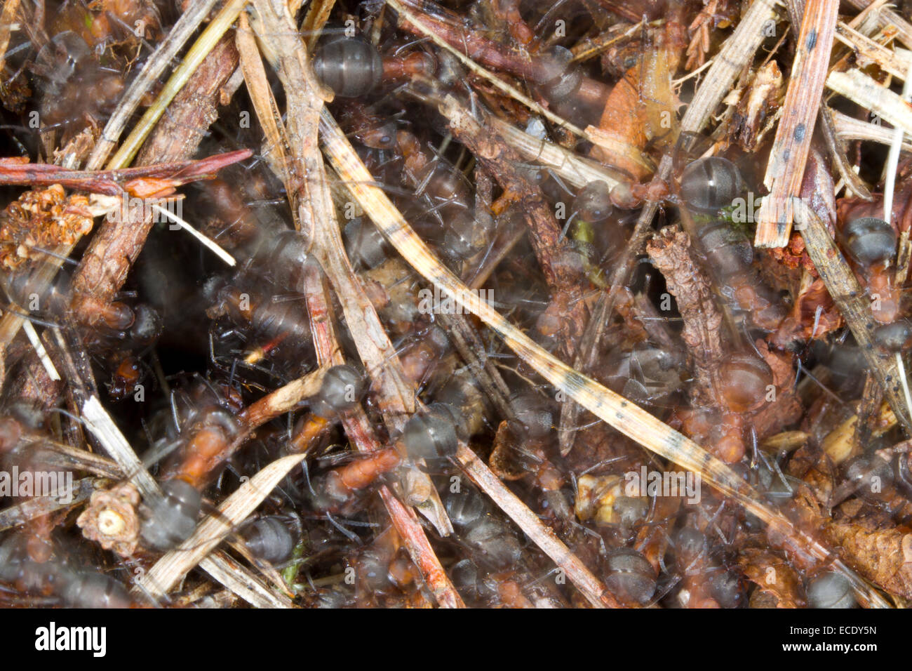 Red Wood Ants (Formica rufa) adult workers moving on the surface of a ...