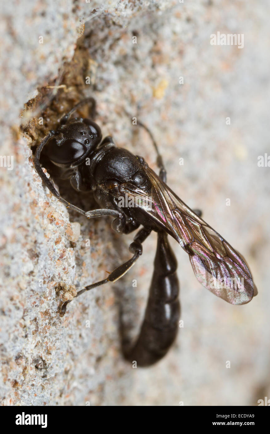 Wood Borer Wasp (Trypoxylon sp.) female sealing entrance to nest hole ...