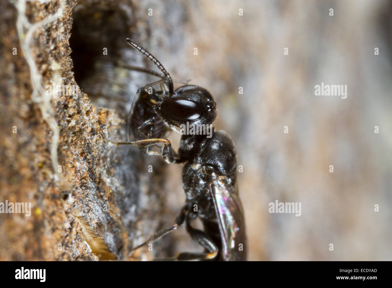 Aphid Wasp (Passaloecus sp.) female at the nest entrance with an aphid ...