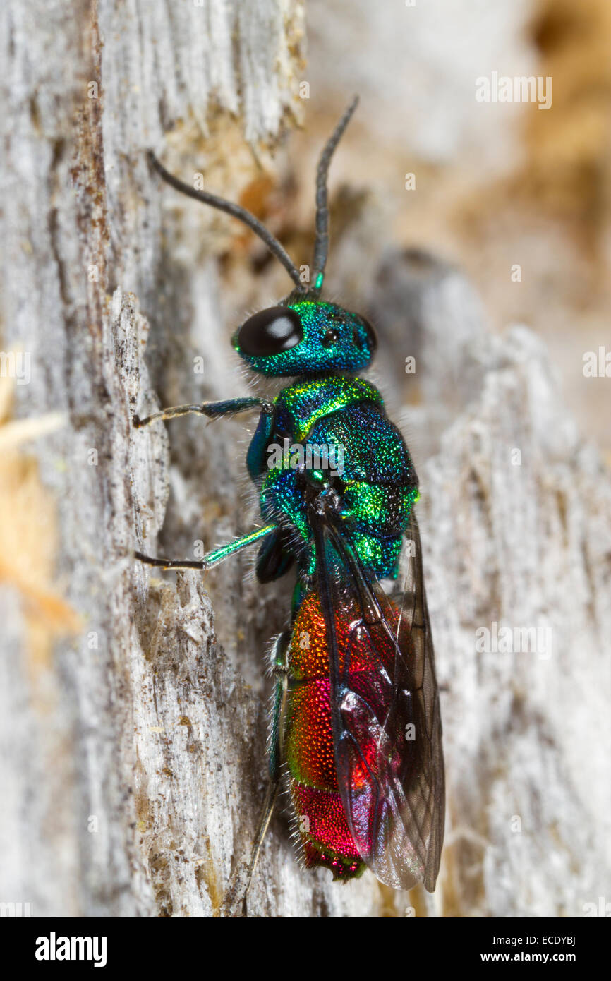 Ruby tailed wasp hi-res stock photography and images - Alamy