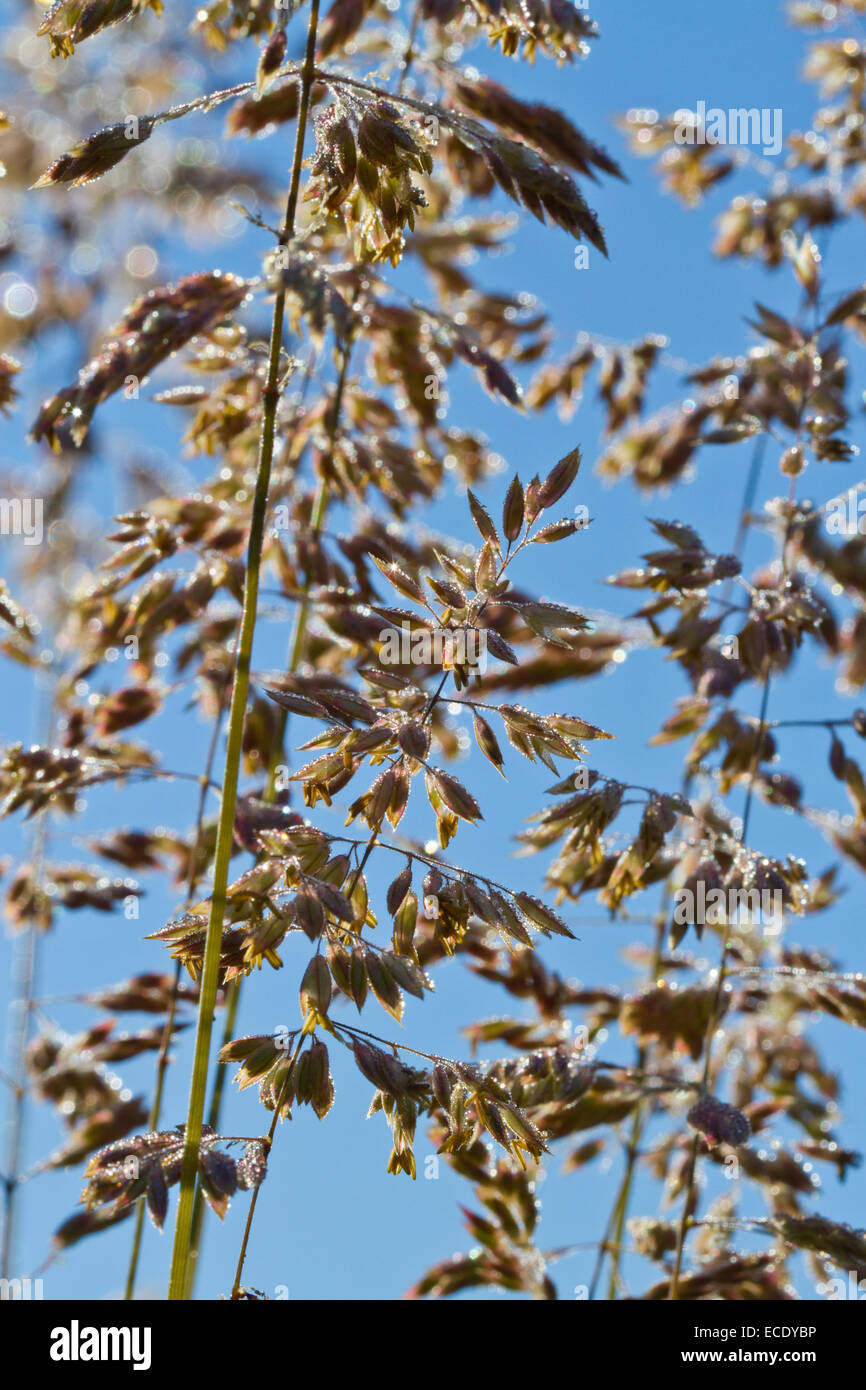 Yorkshire Fog grass (Holcus lanatus) flowering on a dewy morning. Powys ...