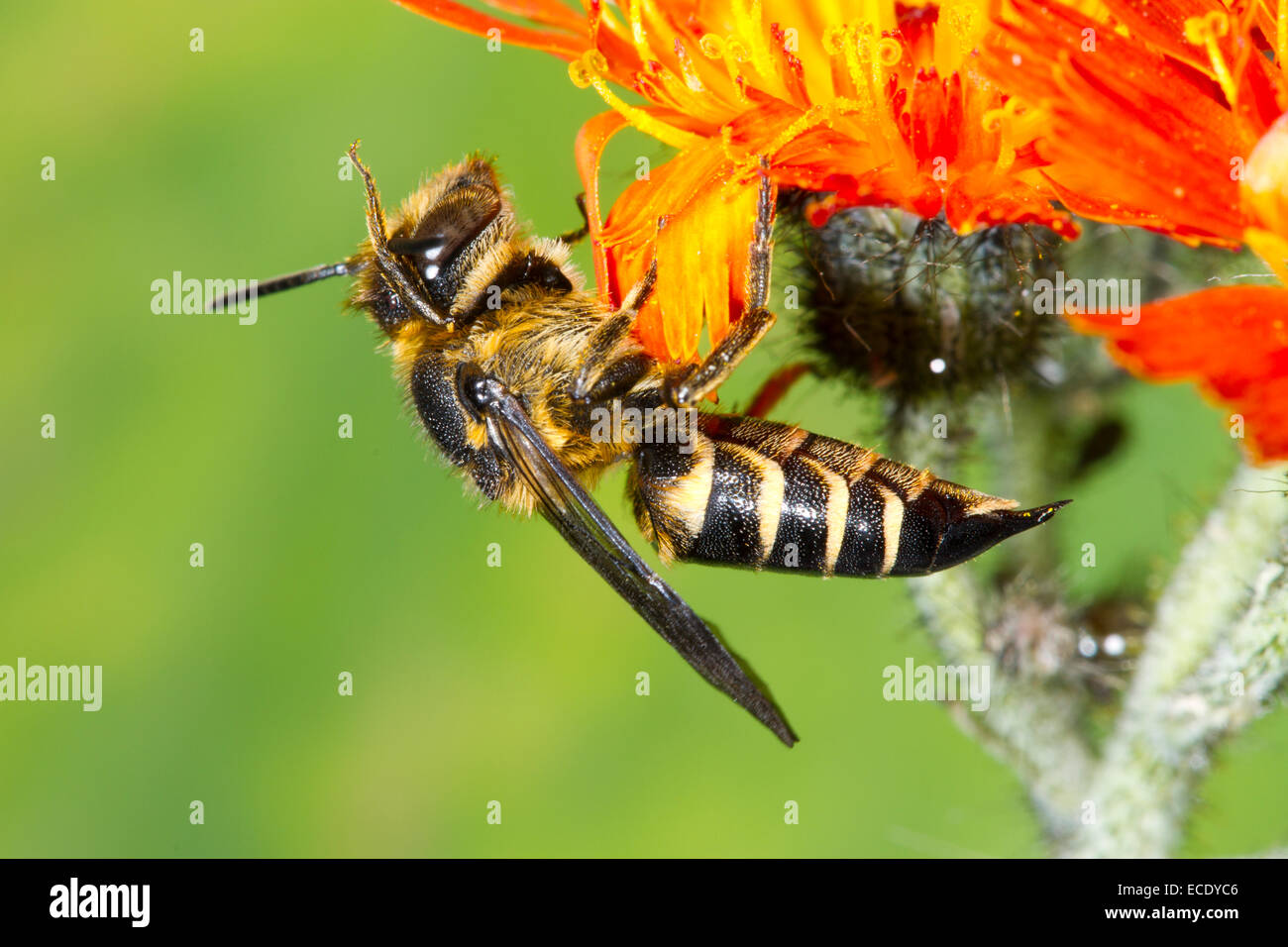 Shiny-vented Sharp-tail or Pointy-bum bee (Coelioxys inermis) adult ...