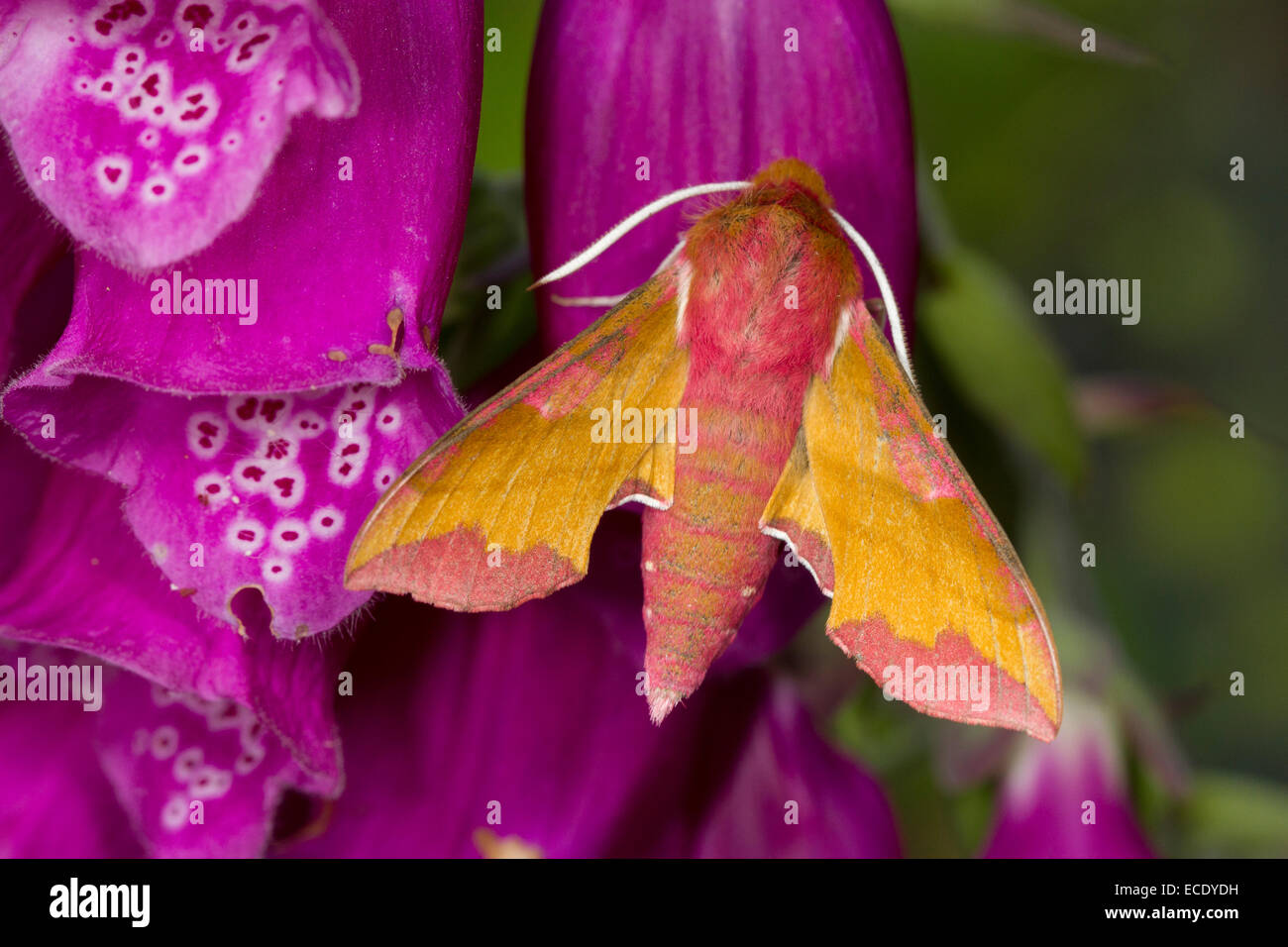 Elephant hawk moth hi-res stock photography and images - Alamy