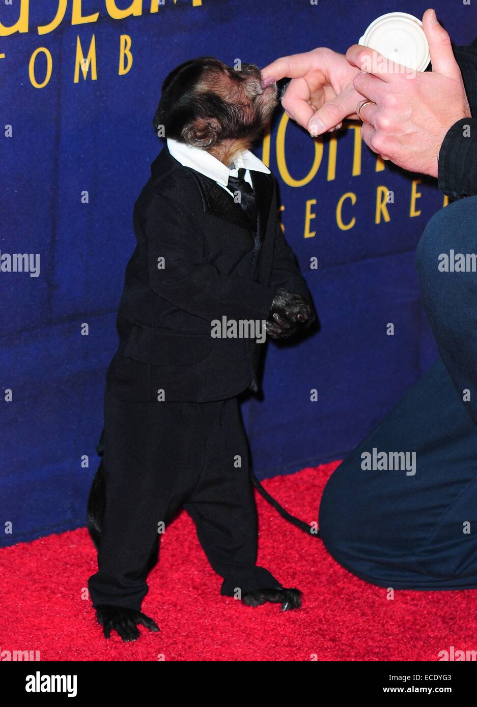 New York, NY, USA. 11th Dec, 2014. Crystal the Monkey at arrivals for ...