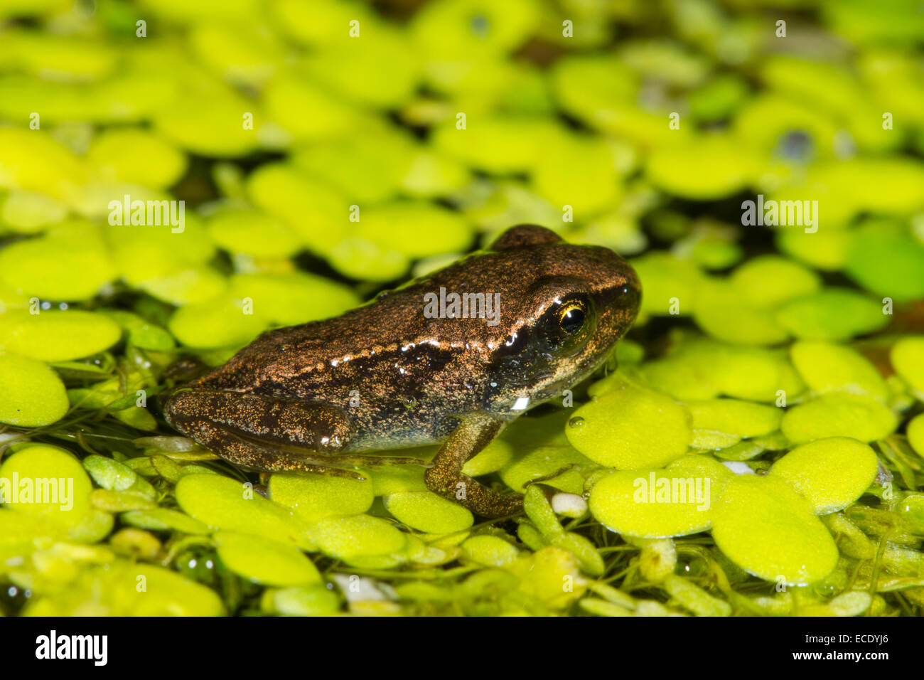 Common Frog (Rana temporaria) froglet, on Duckweed (Lemna sp.) in a ...
