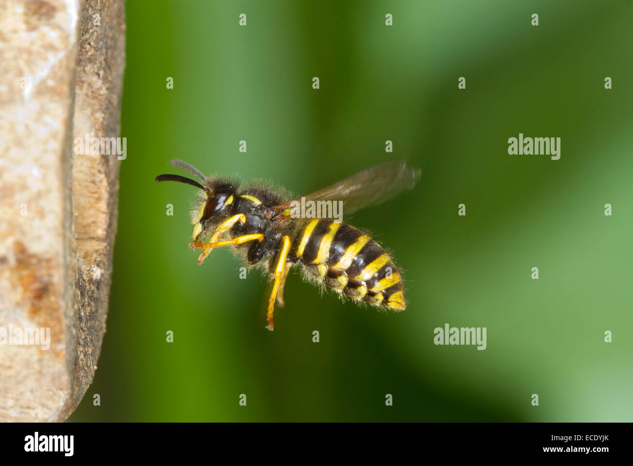 Wasp nest in tree hi-res stock photography and images - Alamy