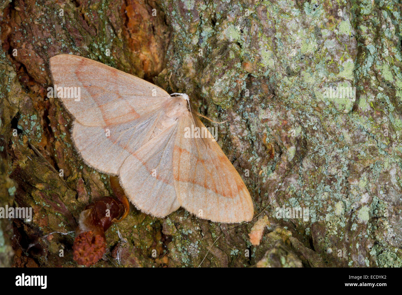Barred Red (Hylaea fasciaria) adult resting on bark. Powys, Wales. July ...