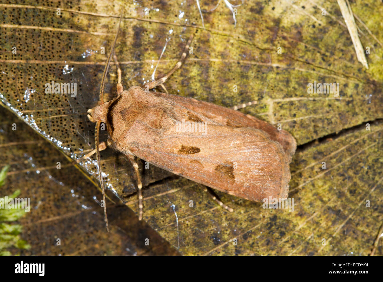 Heart and dart moths hi-res stock photography and images - Alamy