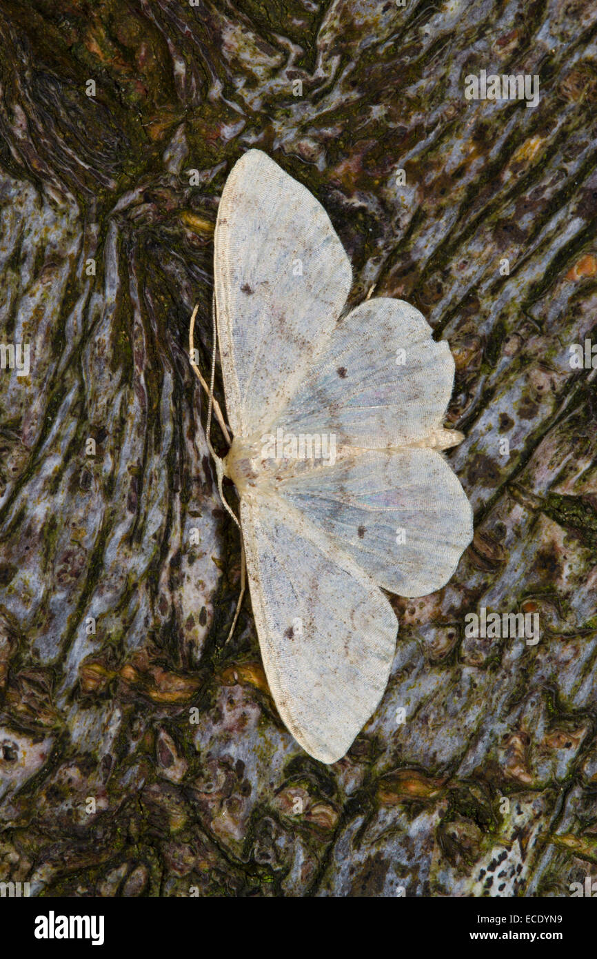 Small Fan-footed Wave (Idaea biselata) adult moth resting on tree bark ...