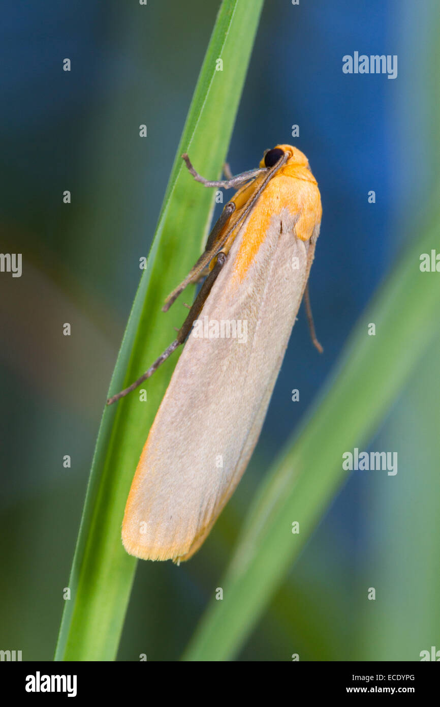 Buff Footman (Eilema depressa) adult moth resting amongst grasses ...