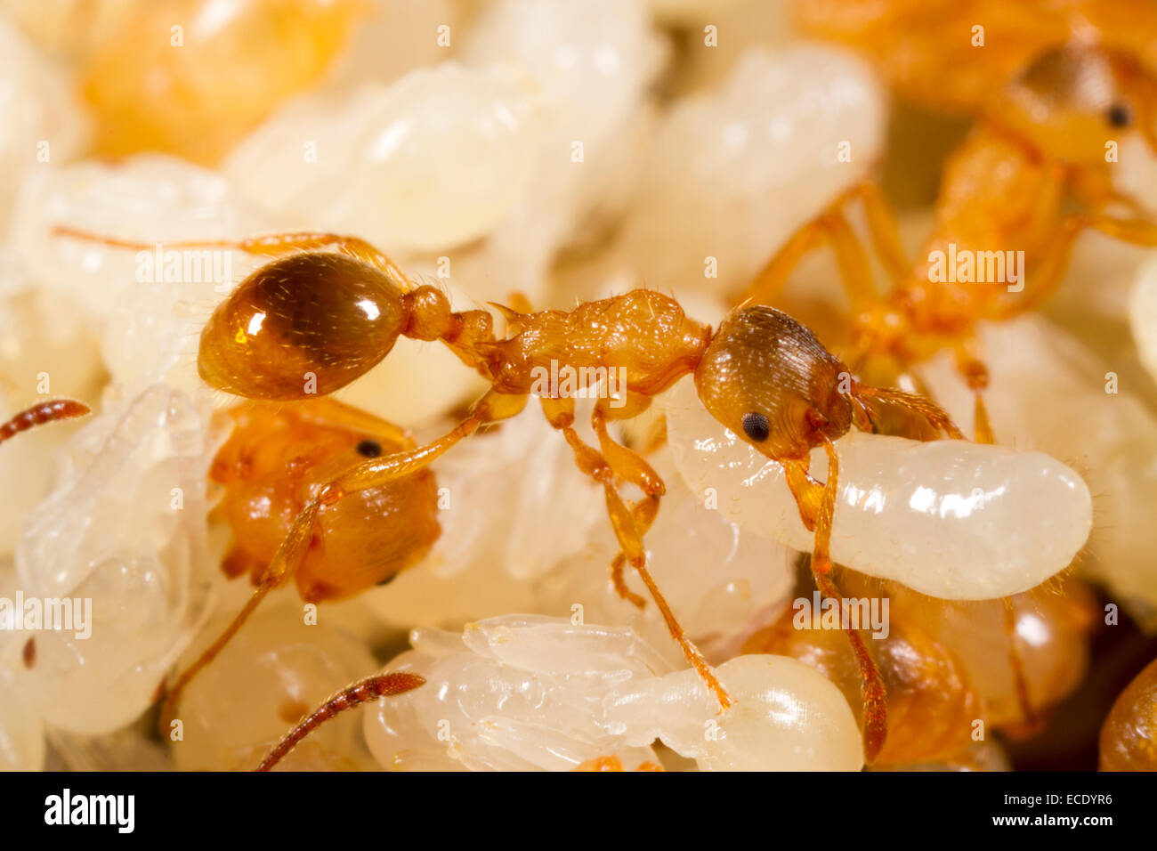 Red Ant (Myrmica rubra) adult workers tending larvae and pupae in a ...