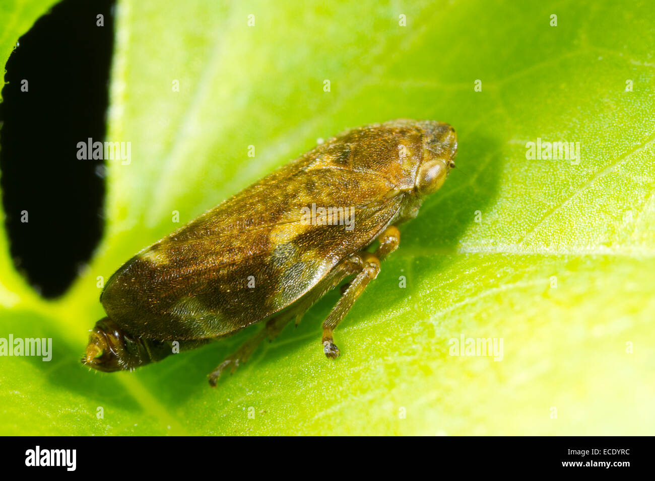 Froghopper on a leaf hi-res stock photography and images - Alamy