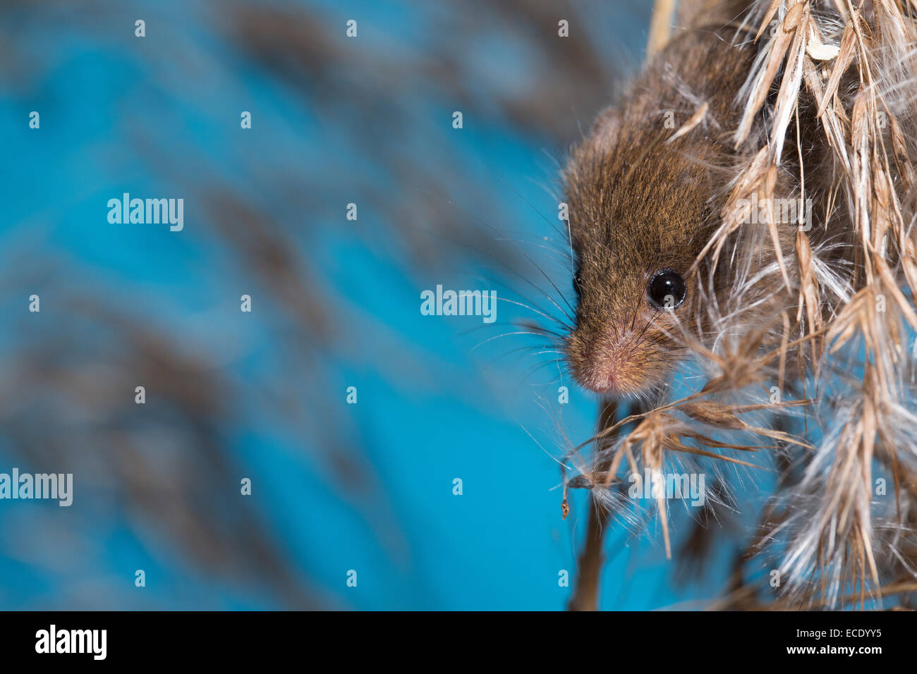 Eurasian Harvest Mouse, Zwergmaus, Zwerg-Maus, Maus, Mäuse ...
