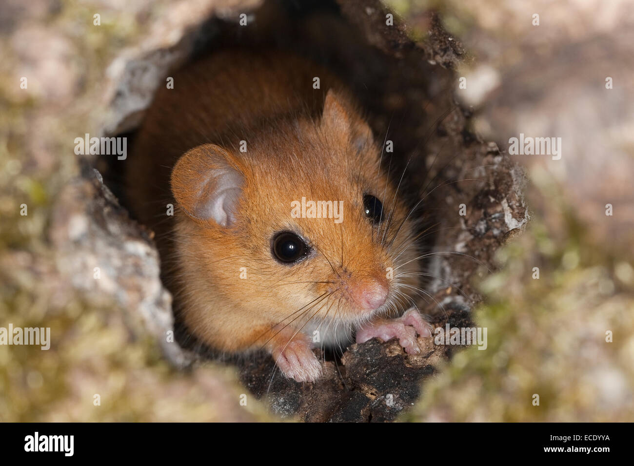 Hazel dormouse, common dormouse, Haselmaus, Baumhöhle, Portrait ...