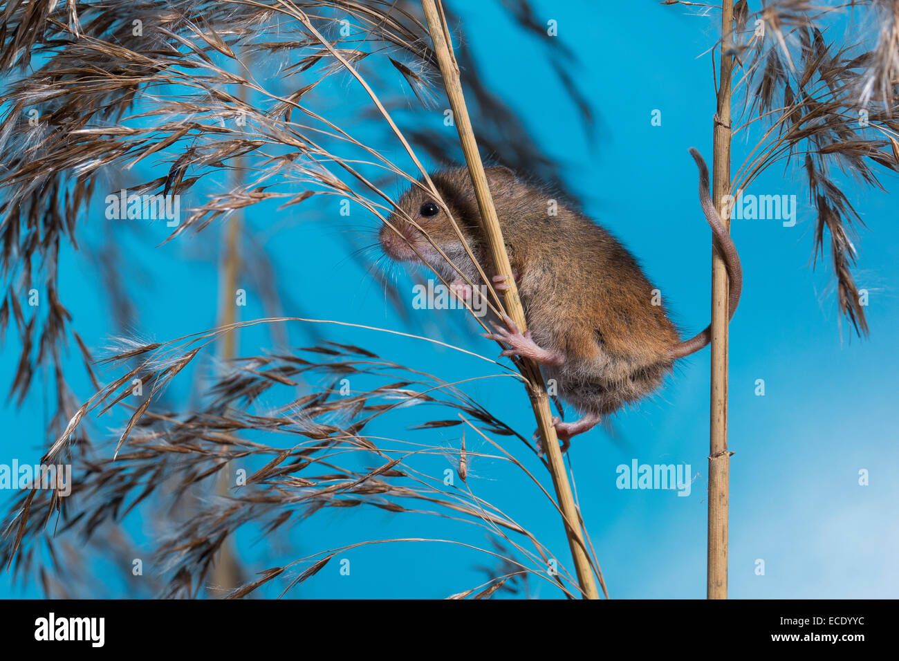 Eurasian Harvest Mouse, Zwergmaus, Zwerg-Maus, Maus, Mäuse ...