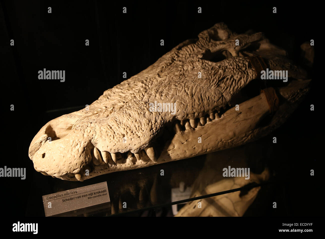 crocodile head skeleton Stock Photo - Alamy