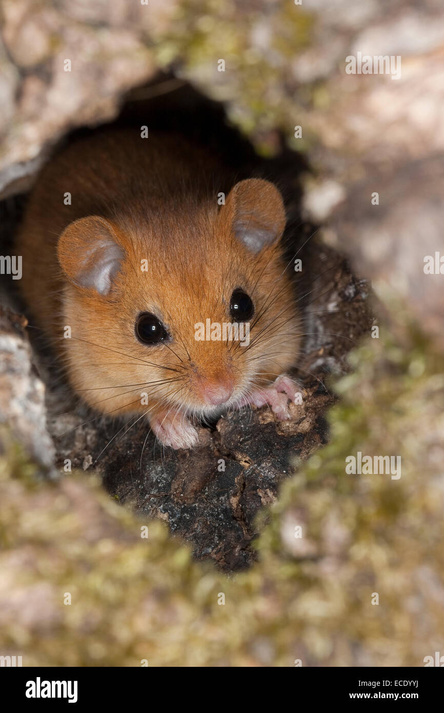 Hazel dormouse, common dormouse, Haselmaus, Baumhöhle, Portrait ...