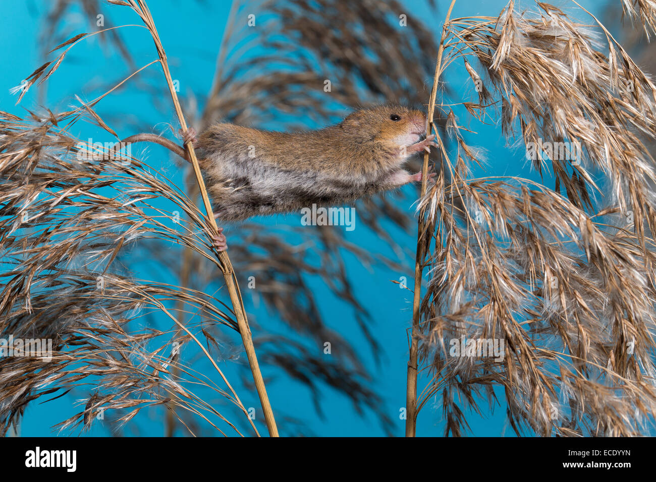 Eurasian Harvest Mouse, Zwergmaus, Zwerg-Maus, Maus, Mäuse ...