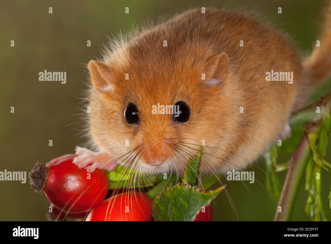 Hazel dormouse, common dormouse, rose hips, Haselmaus, Hagebutten ...