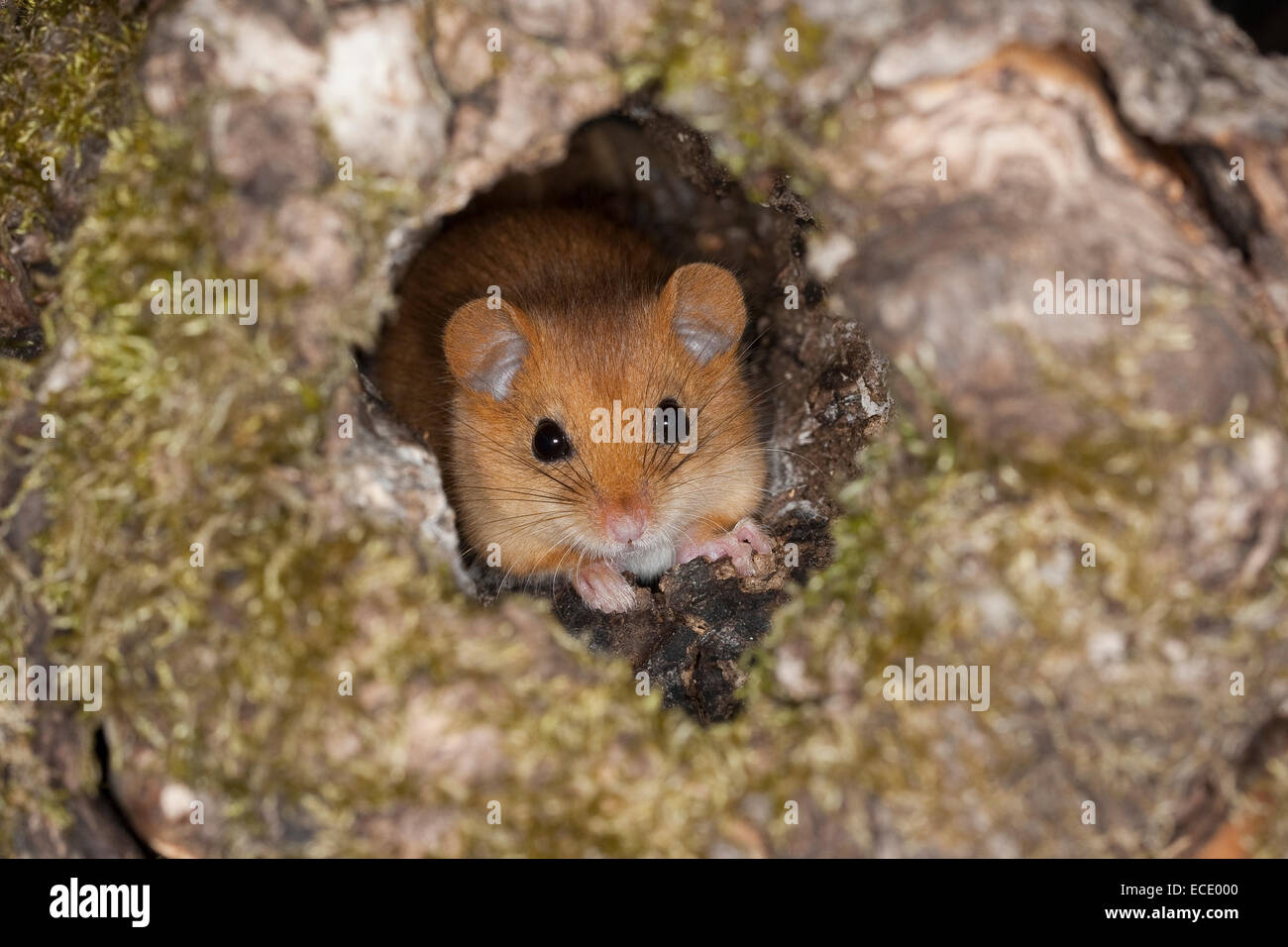 Hazel dormouse, common dormouse, Haselmaus, Baumhöhle, Portrait ...