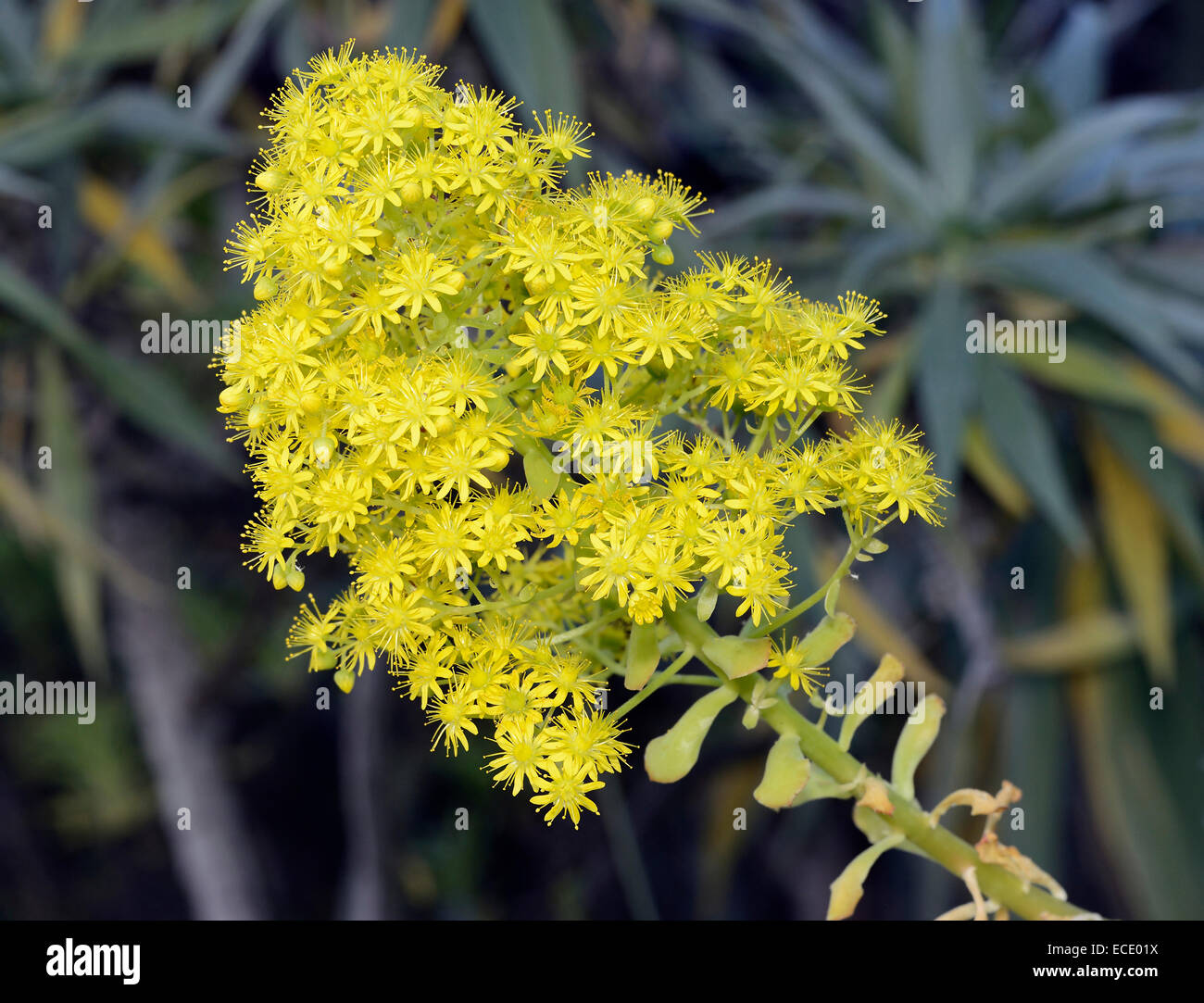 Tree Houseleek - Aeonium arboreum var. rubrolineatum Native of the ...